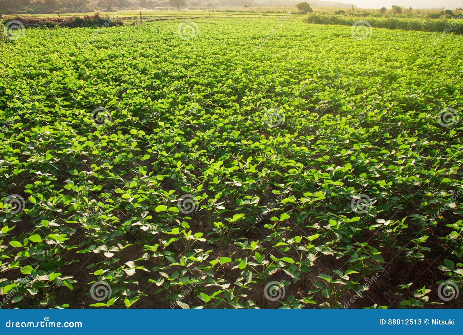 Peanut Field with Orange Sun Light Stock Image - Image of close, field ...