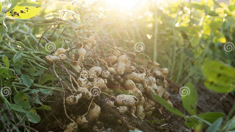 A Peanut Field and Peanuts are Presented in Background Under Sunlight ...