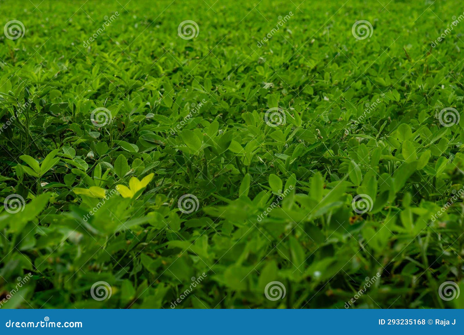 Peanut Field stock photo. Image of crops, countryside - 293235168