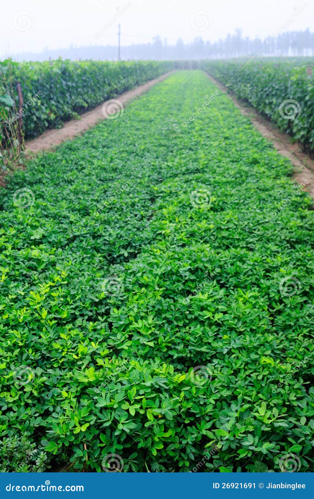 Peanut fields stock image. Image of field, agriculture - 26921691