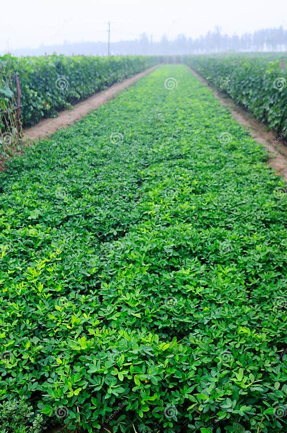 Peanut fields stock image. Image of field, agriculture - 26921691