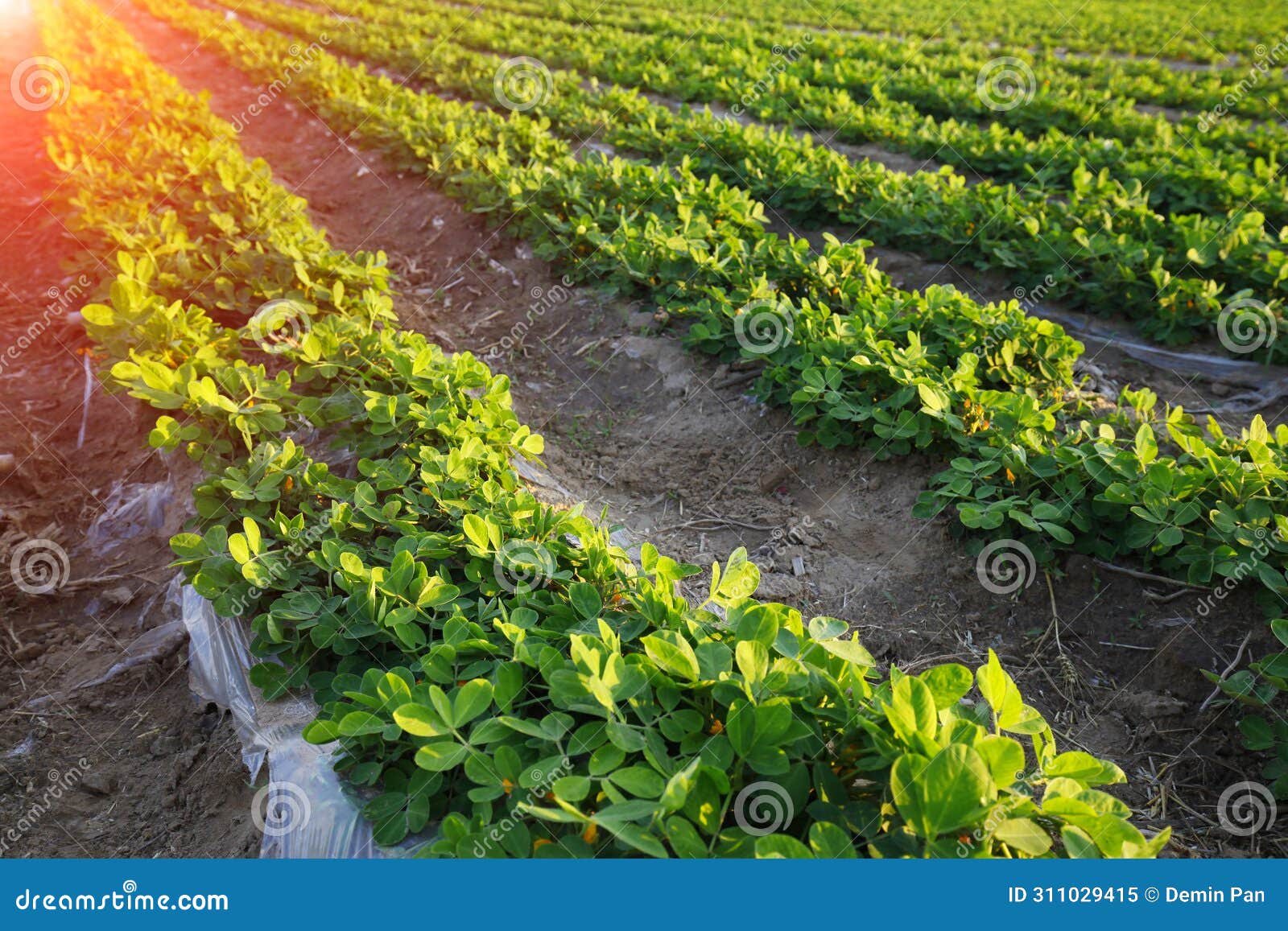 Peanut fields stock image. Image of grow, farms, lush - 311029415