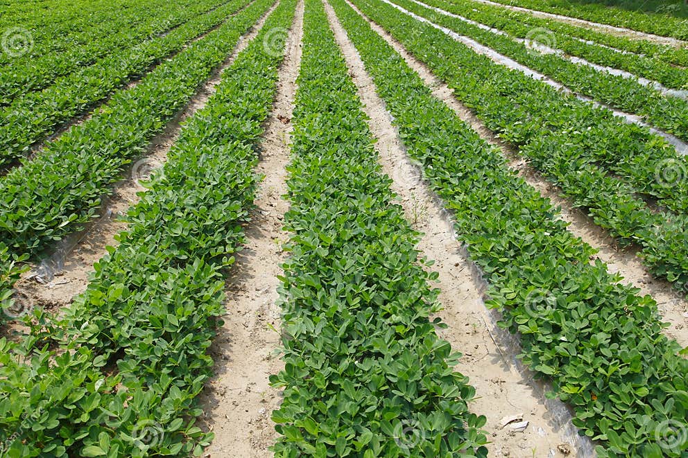 Peanut fields stock image. Image of dirt, earth, grow - 318813651