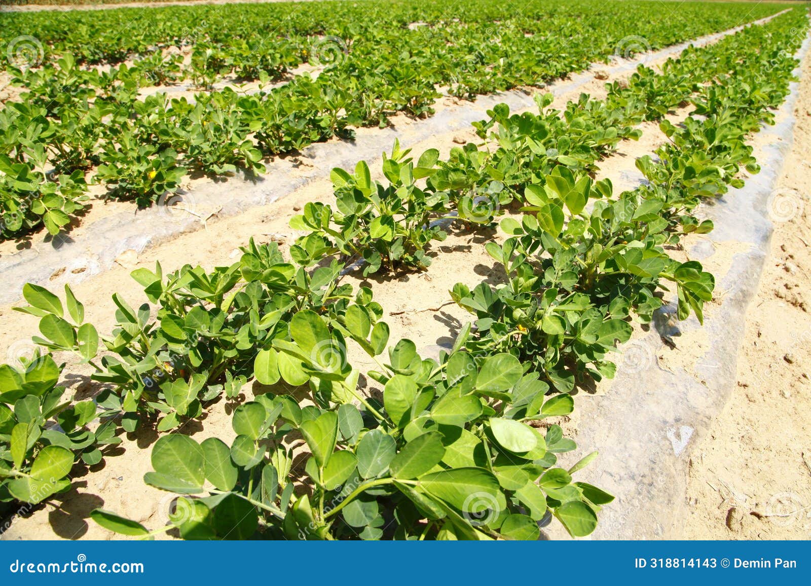 Peanut fields stock image. Image of peanuts, seeds, agriculture - 318814143