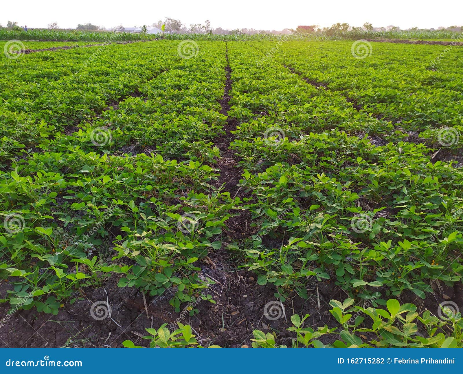 Peanut Fields in the Afternoon Look Very Beautiful Stock Photo - Image ...