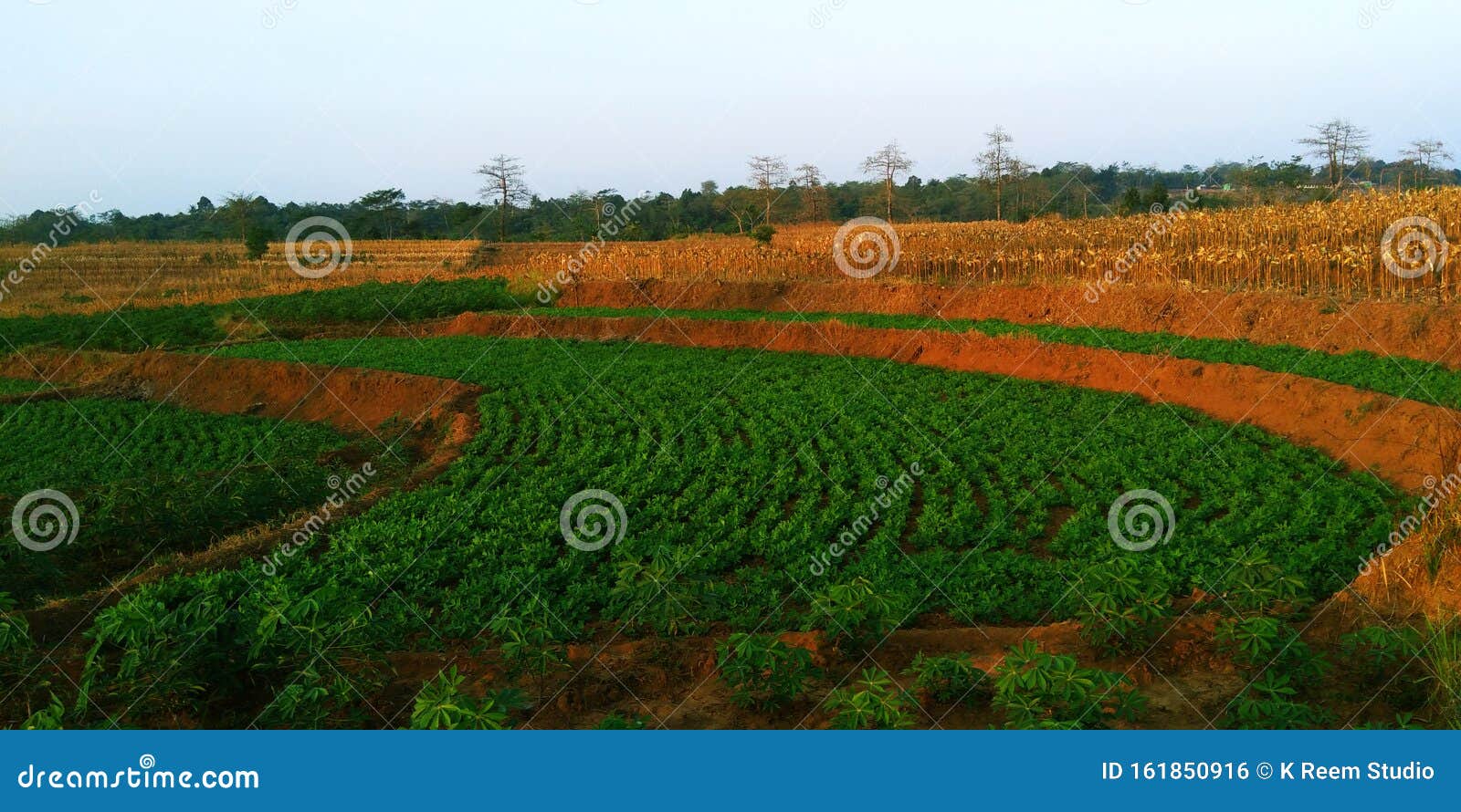 Peanut Fields and Corn Rice Fields, Terraced Rice Fields Structure ...