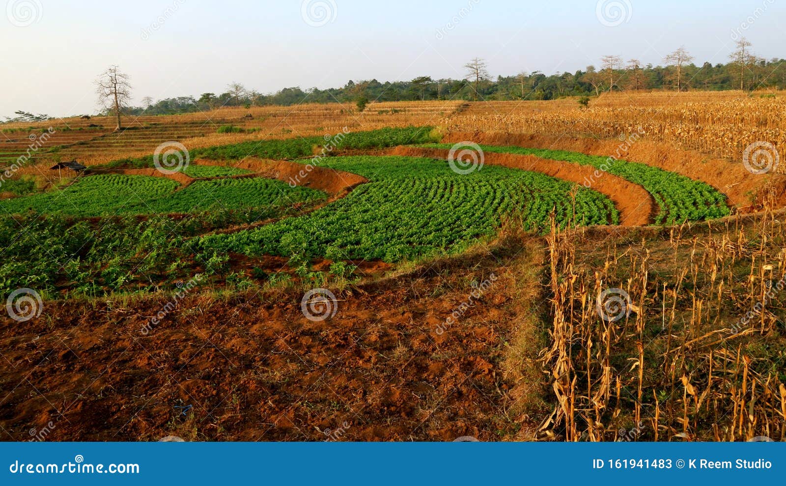 Peanut Fields And Corn Rice Fields, Terraced Rice Fields Structure ...