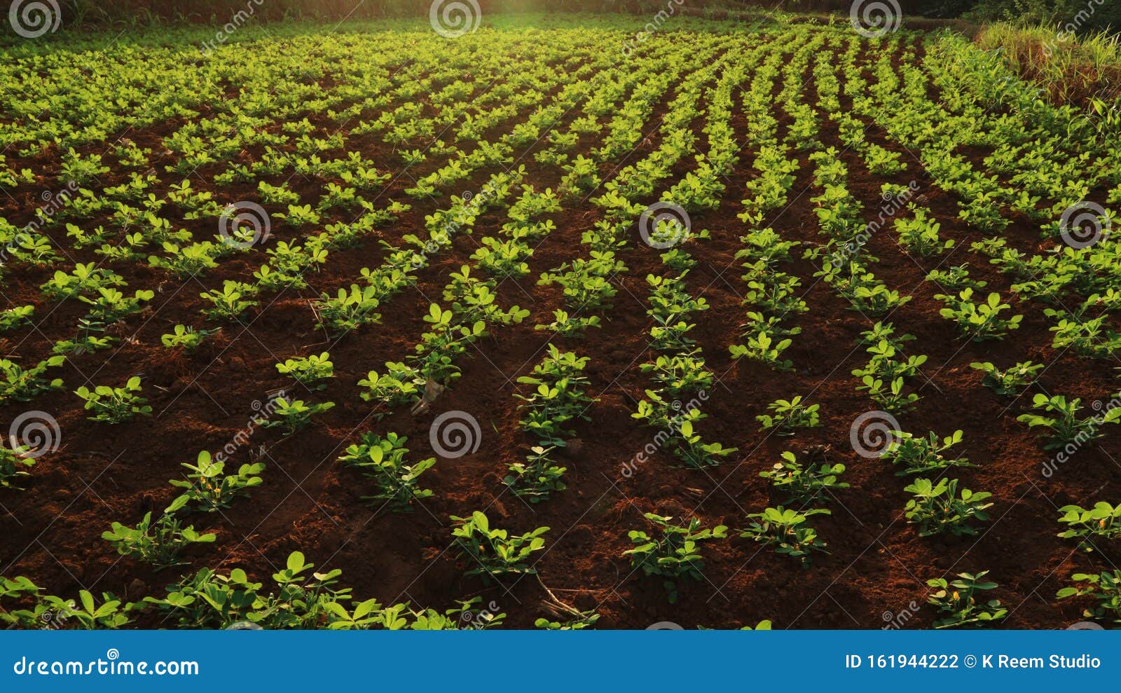 Peanut Fields In The Countryside, House Background Royalty-Free Stock ...