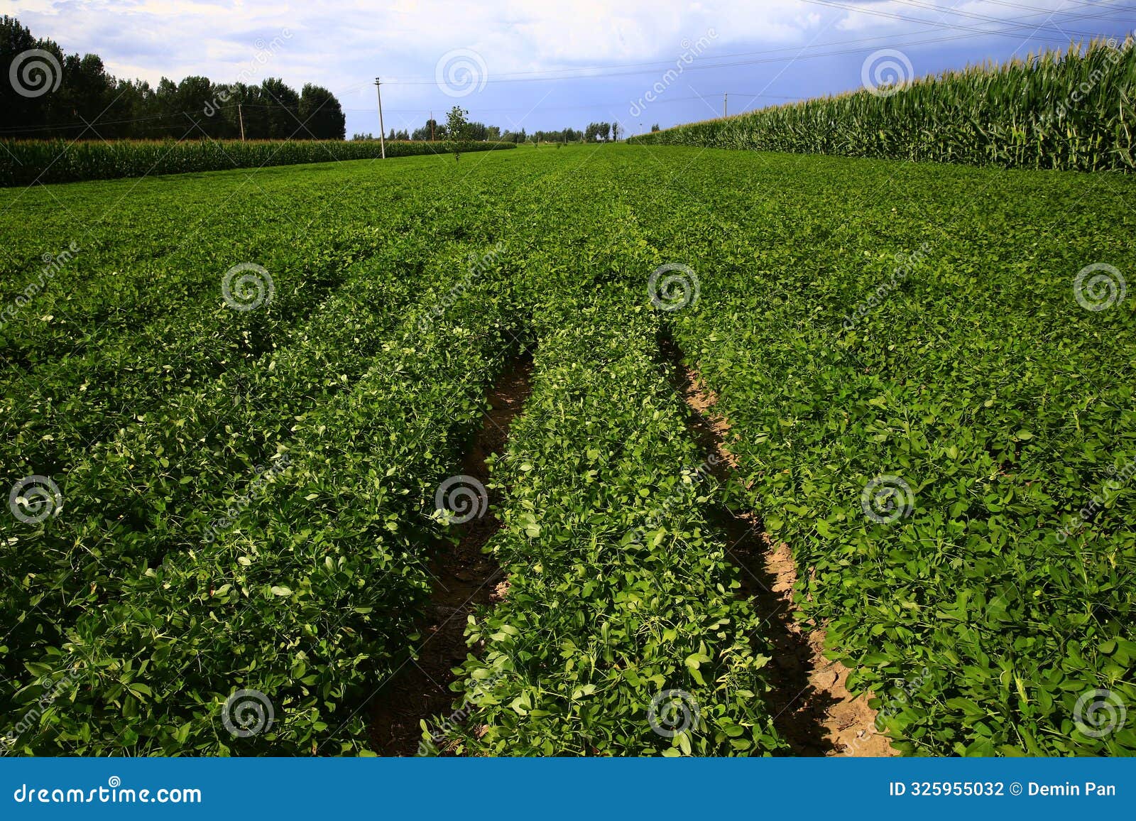 Peanut fields on the farm stock photo. Image of primitive - 325955032