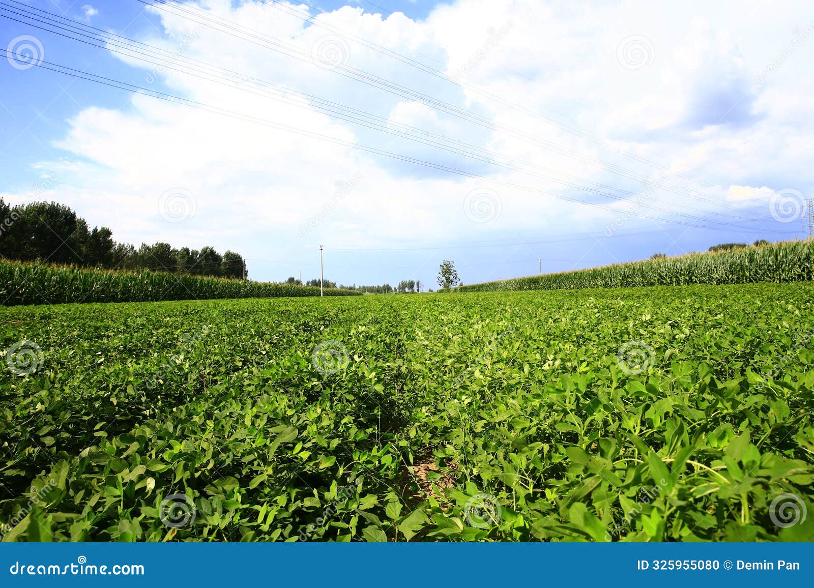 Peanut fields on the farm stock photo. Image of line - 325955080