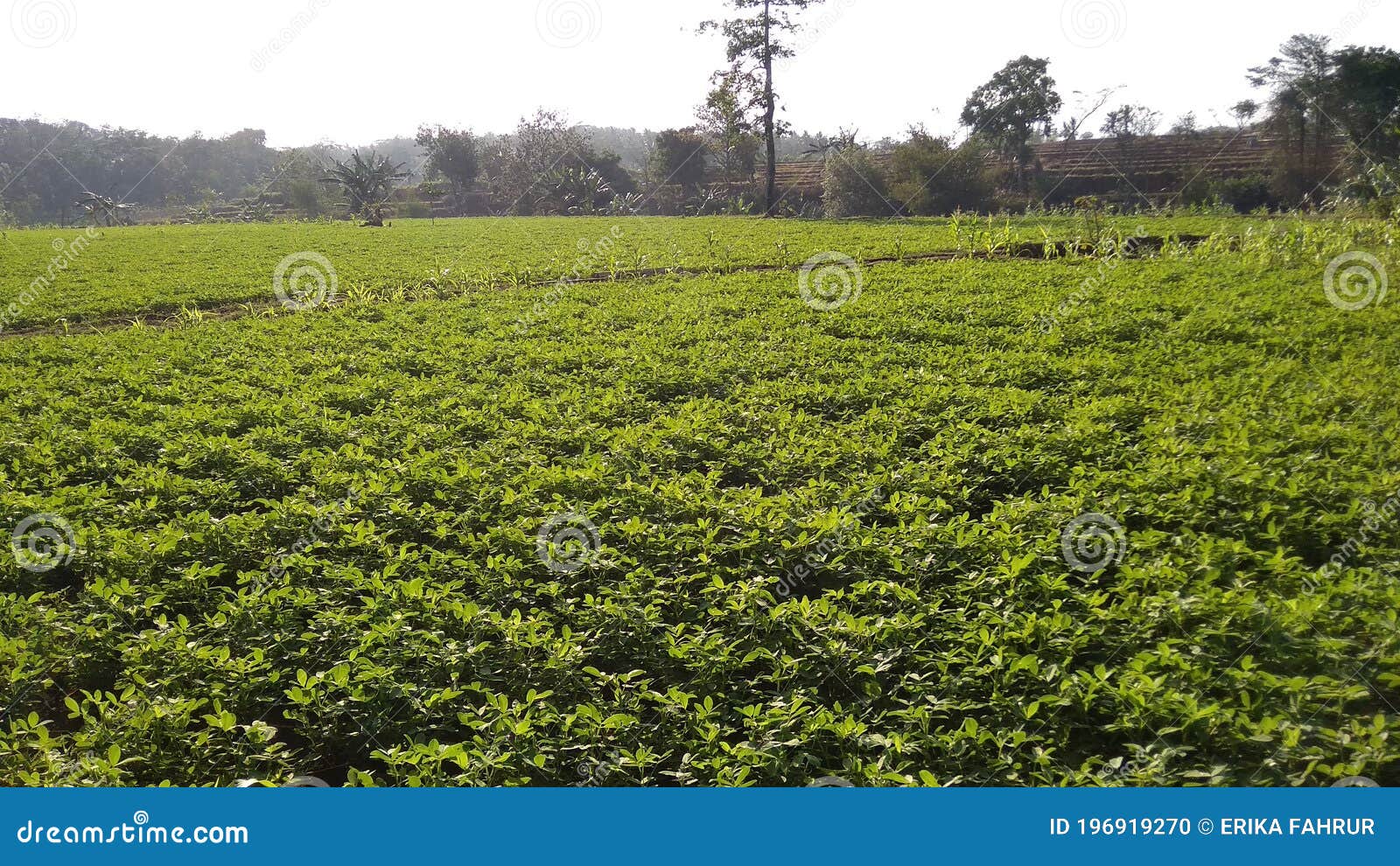 Peanut Fields In The Countryside, House Background Royalty-Free Stock ...
