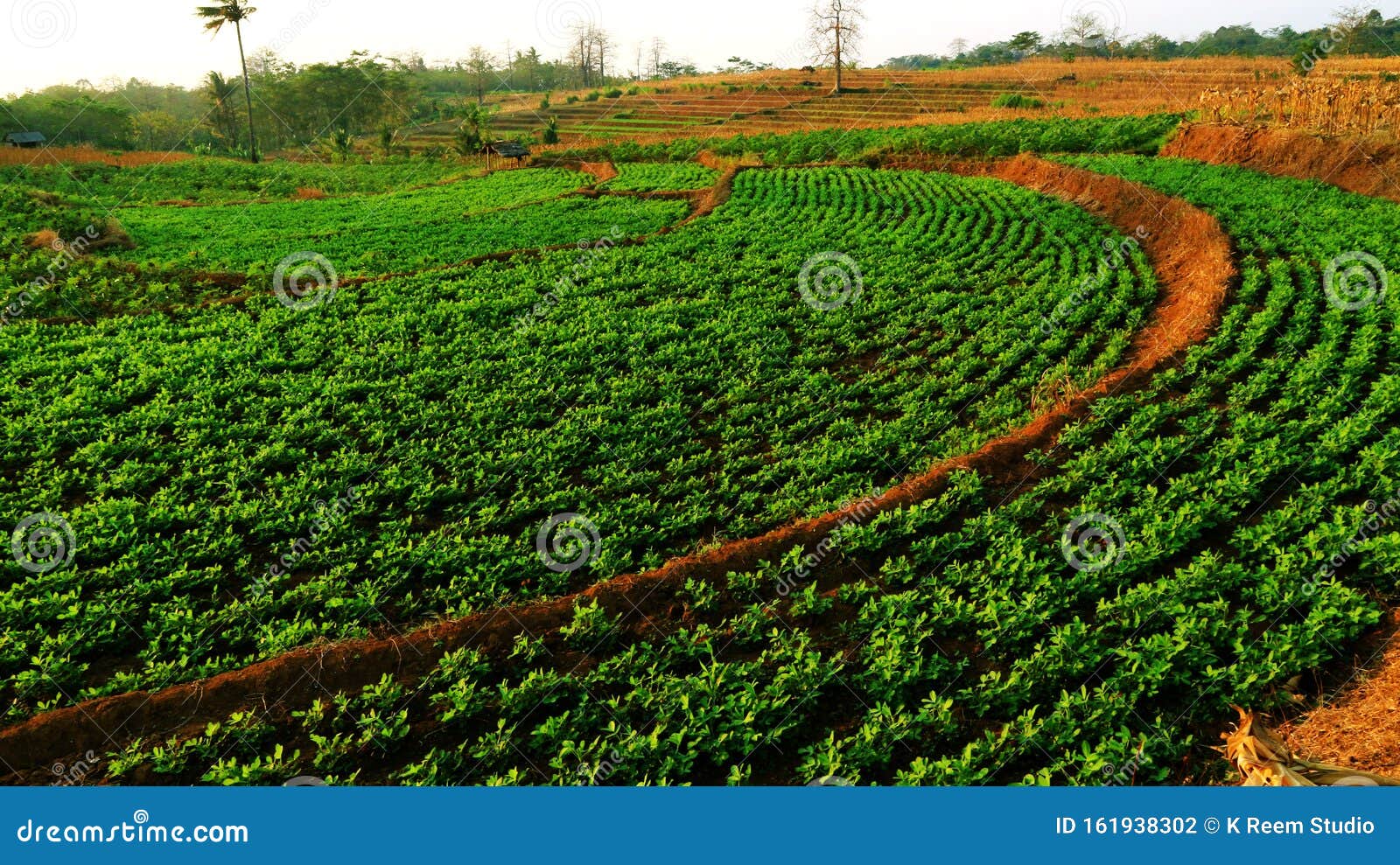 Peanut Fields In The Countryside, House Background Royalty-Free Stock ...