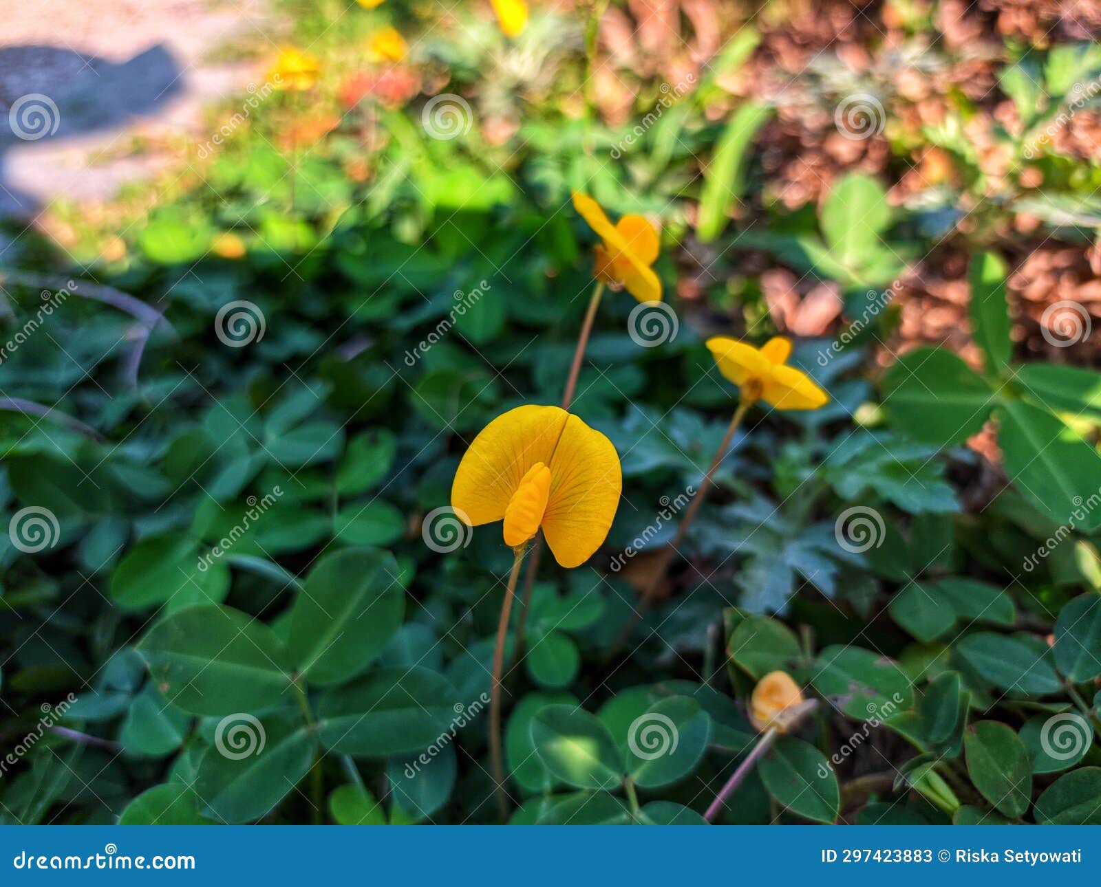 Peanut Flowers (Arachis Duranensis) in the Garden Stock Image - Image ...