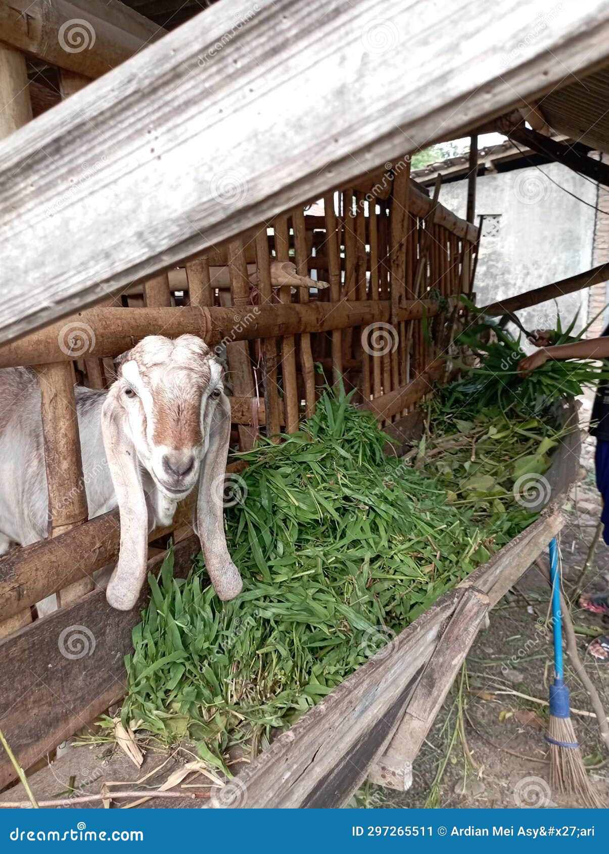 Peanut goat from Java stock image. Image of goats, native - 297265511