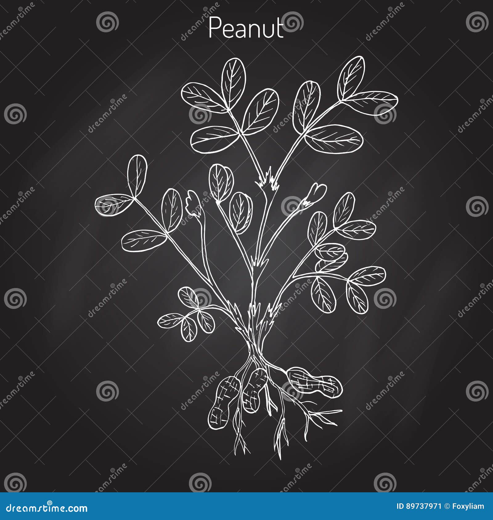 Peanut Or Groundnut Legume Plant Pod With Seed Inside Vector Set ...