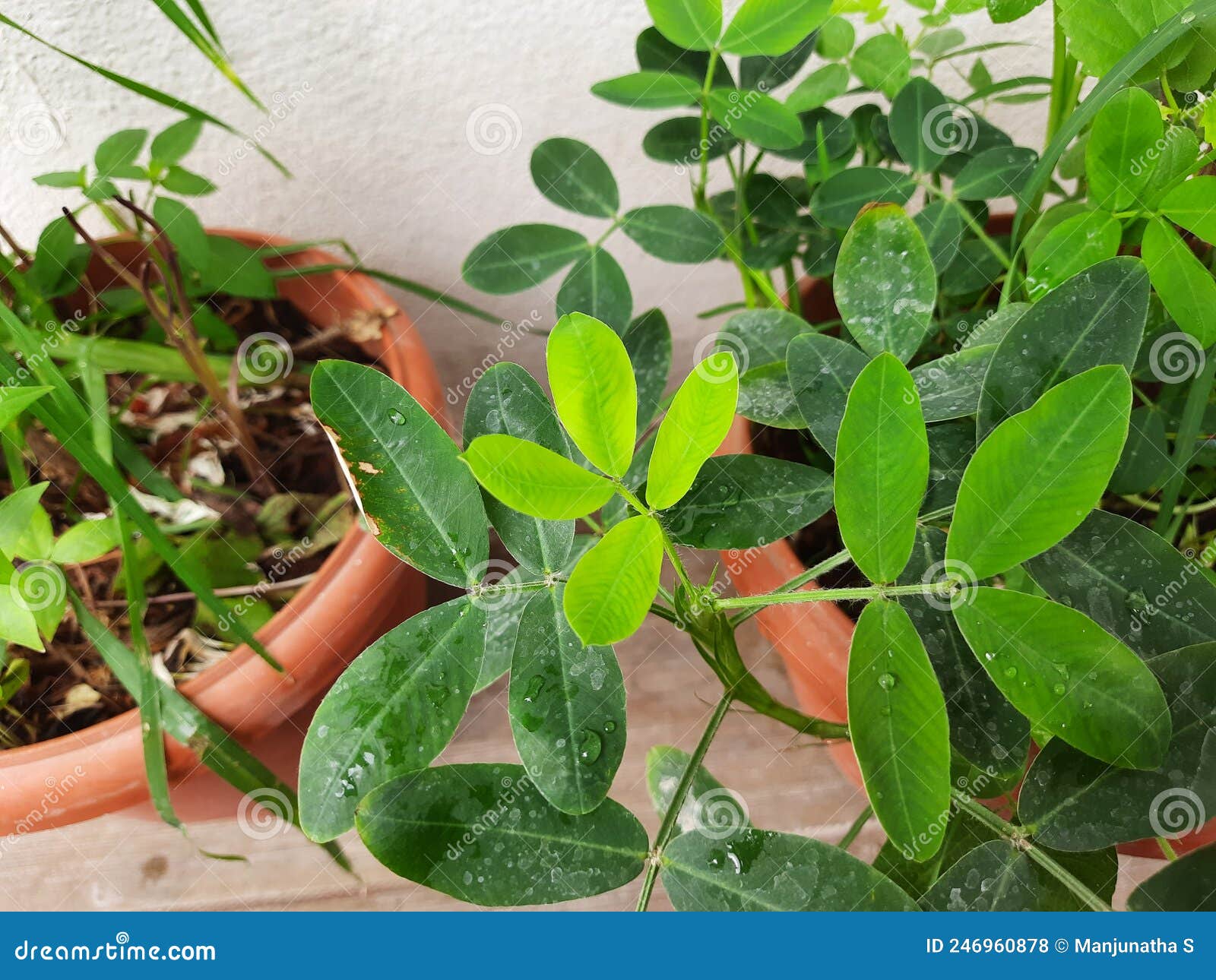 Peanut or Groundnut Plant Growing in a Pot Stock Photo - Image of ...