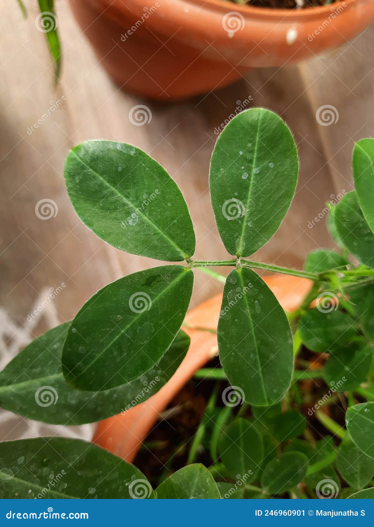 Peanut or Groundnut Plant Growing in a Pot Stock Image - Image of ...