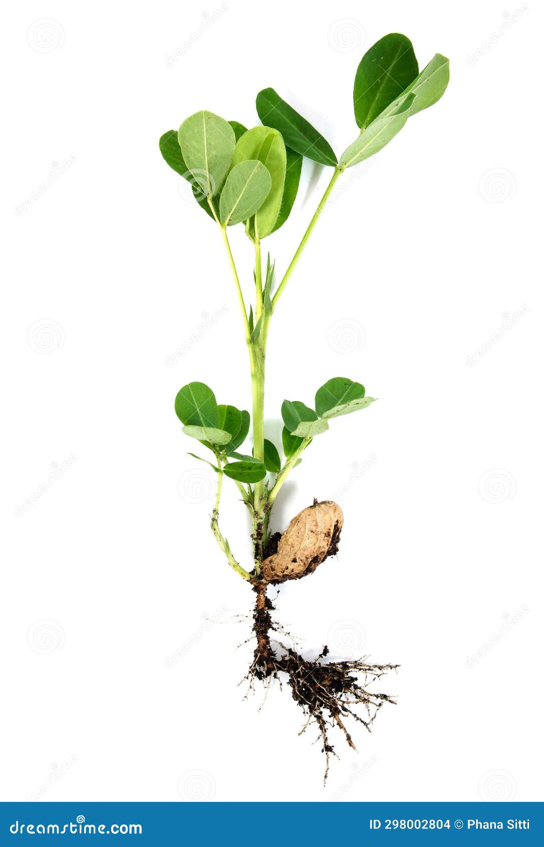 Peanut or Groundnut with Root and Green Leaves Isolated on White ...