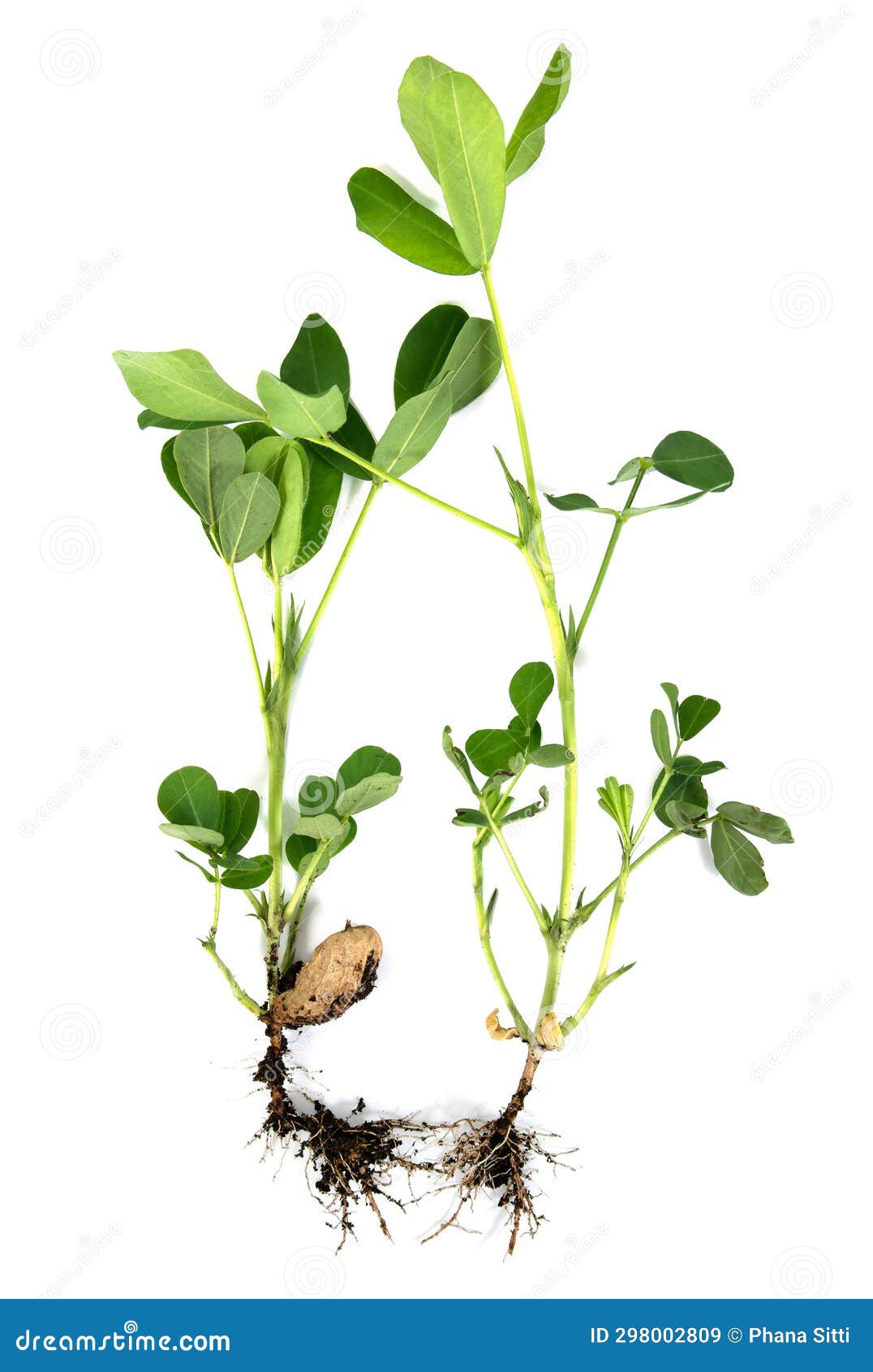 Peanut or Groundnut with Root and Green Leaves Isolated on White ...