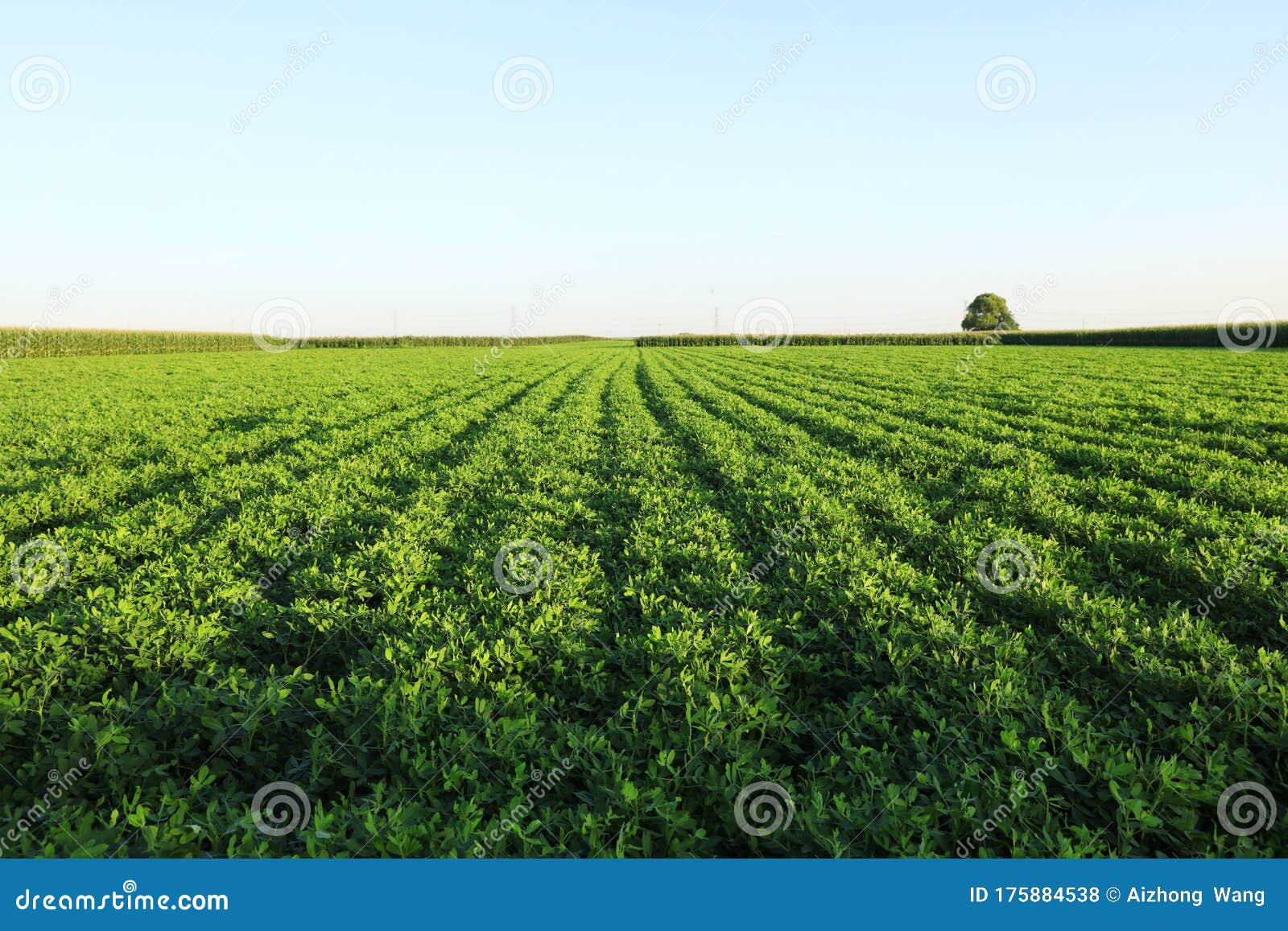 The fields of peanuts stock photo. Image of food, rural - 175884538
