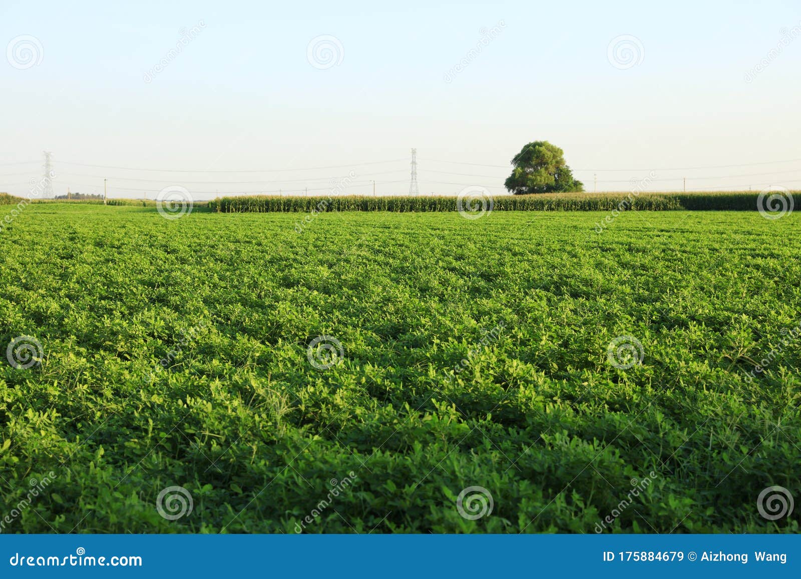 The fields of peanuts stock image. Image of harvest - 175884679