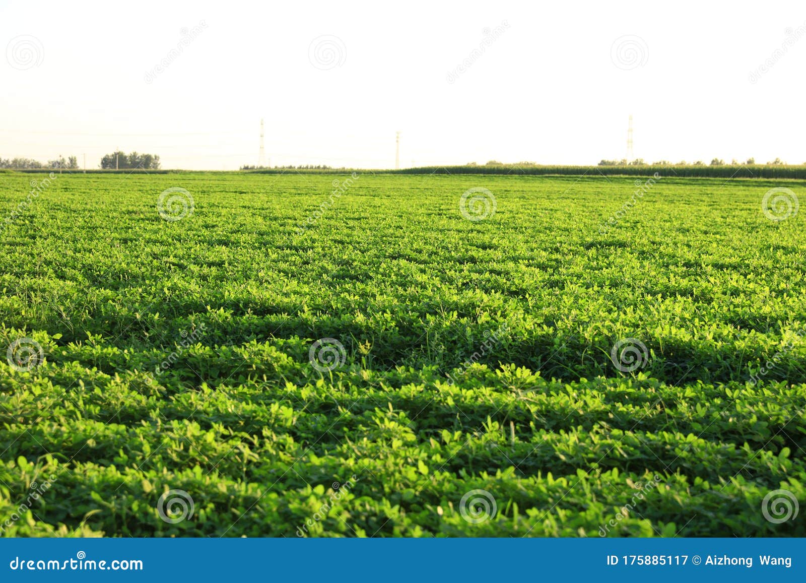 The fields of peanuts stock image. Image of land, plants - 175885117