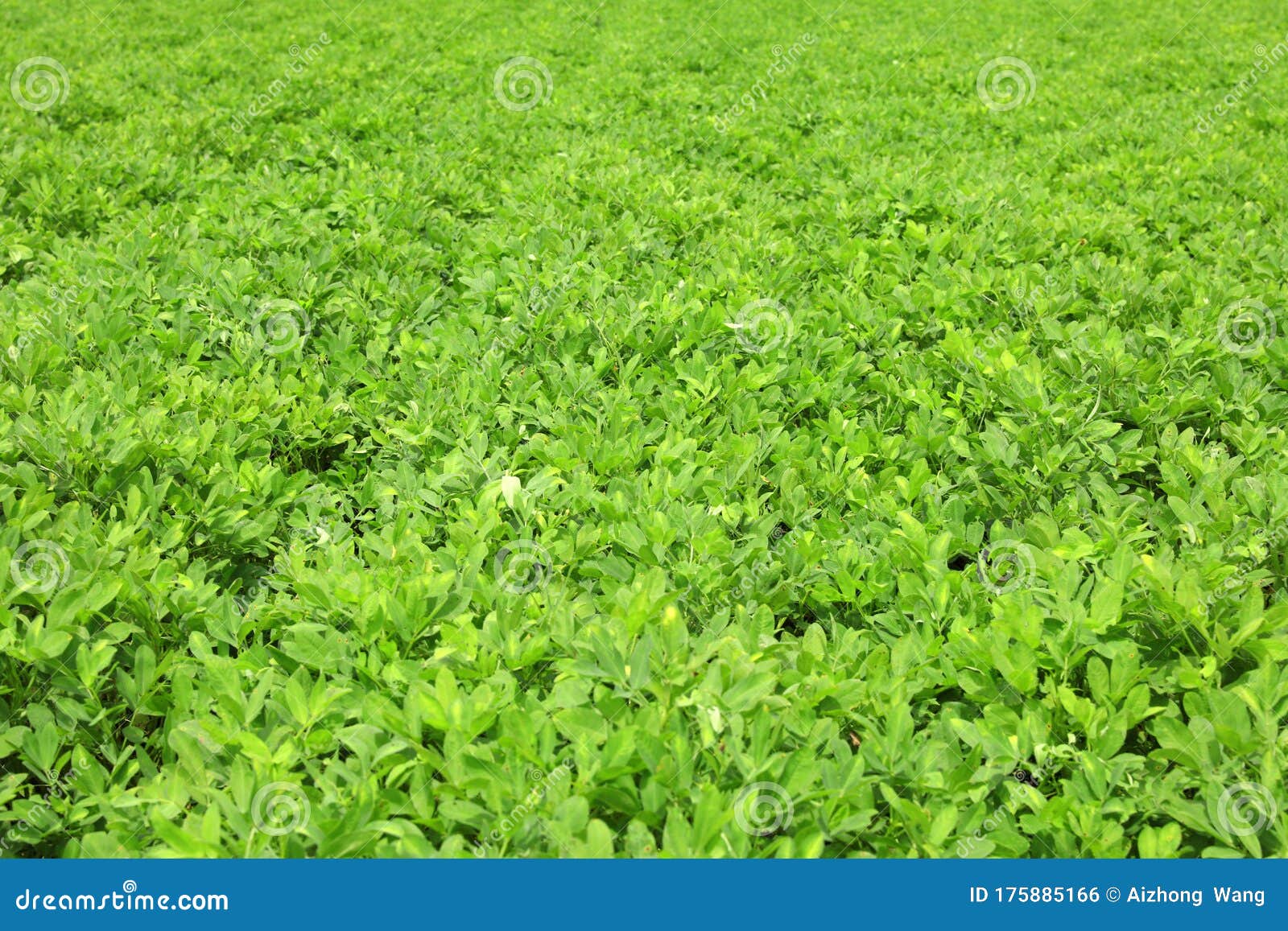 The fields of peanuts stock photo. Image of grow, green - 175885166