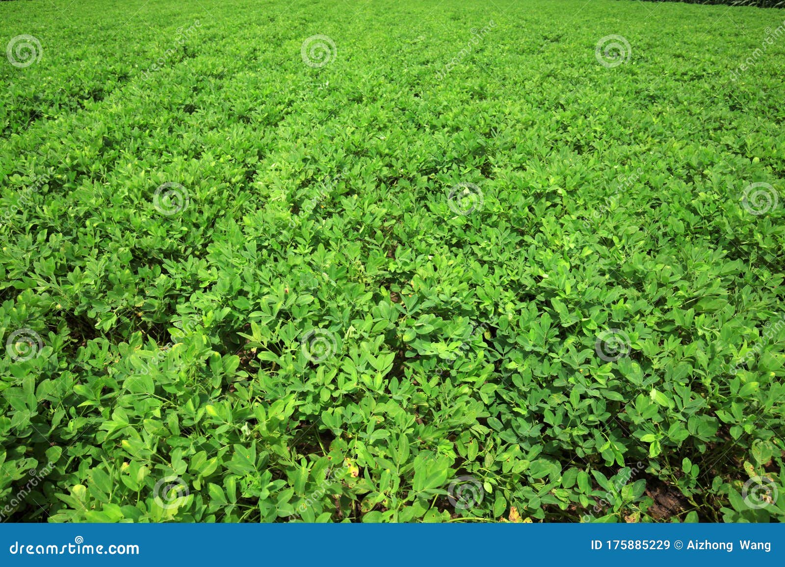 The fields of peanuts stock image. Image of green, natural - 175885229