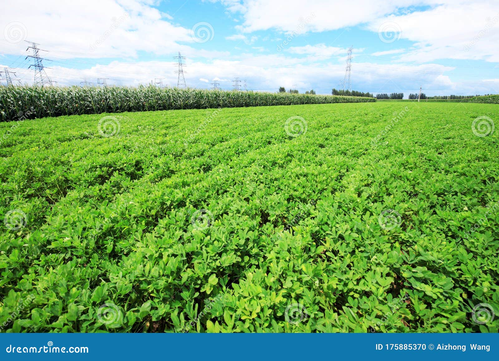 The fields of peanuts stock photo. Image of leaf, nature - 175885370