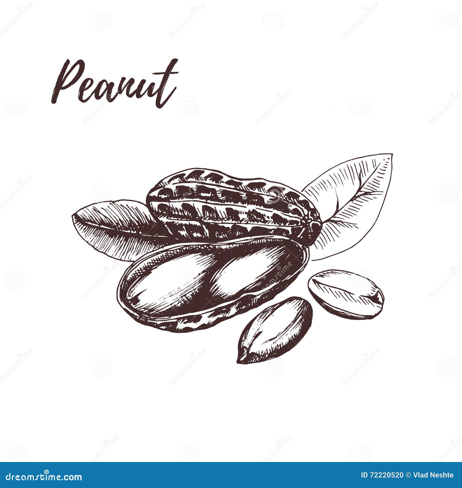 Peanut Hand Drawn Sketch. Vector Illustration In Vintage Style. Royalty ...