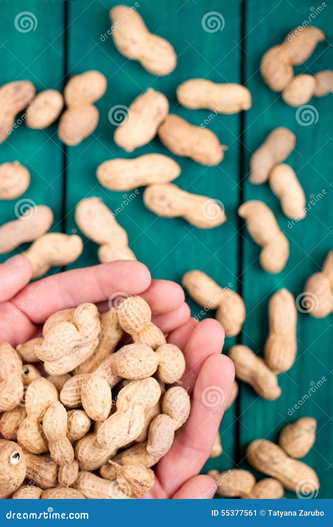 Peanut in hands stock image. Image of fresh, healthy - 55377561