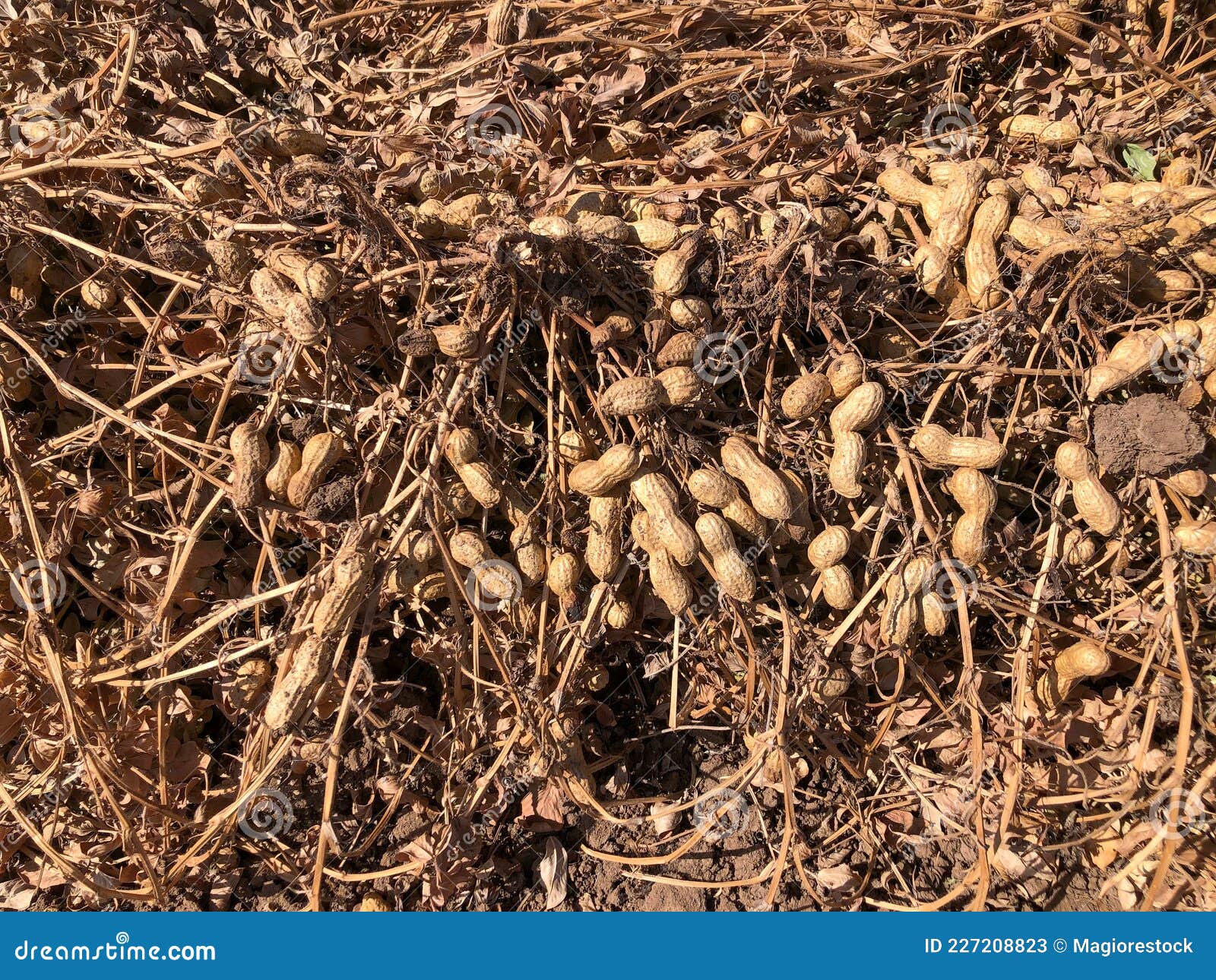 Peanut Harvest. Fresh Peanuts with Shells on Farmland. Stock Image ...