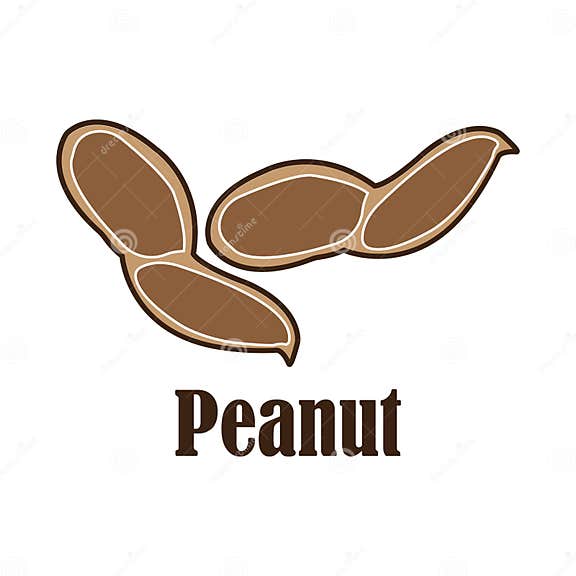 Peanut icon stock vector. Illustration of health, symbol - 290990561