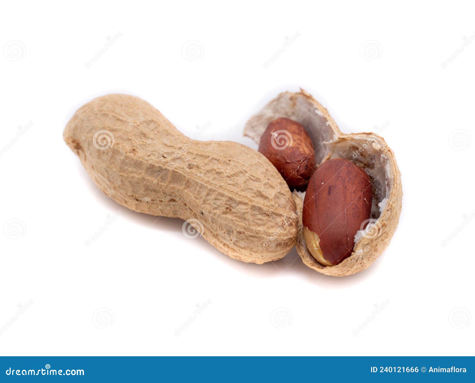 Peanut Isolated on White Background Stock Photo - Image of organic ...