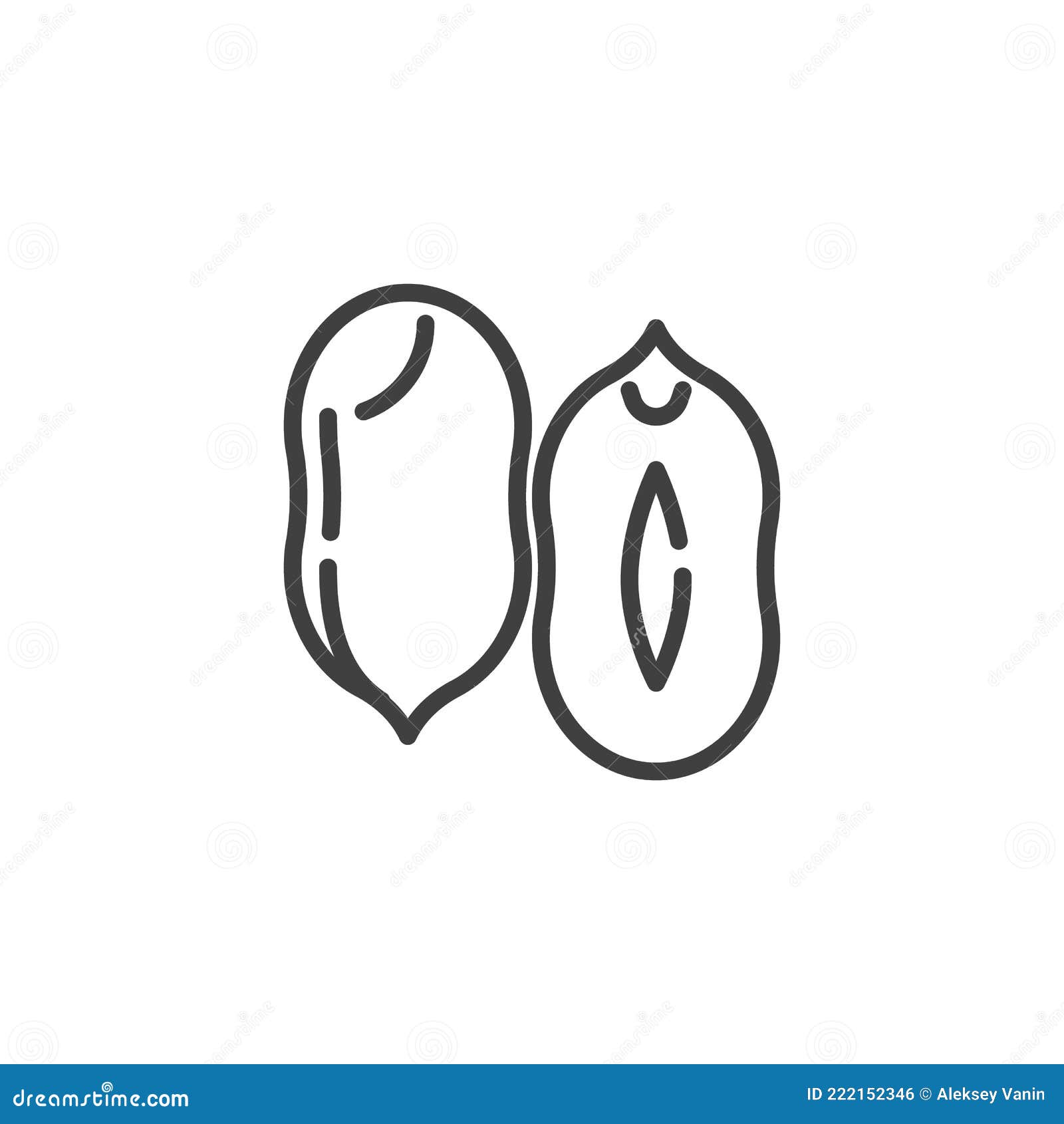 Peanut Kernel In Nutshell Isolated On White Background Vector ...