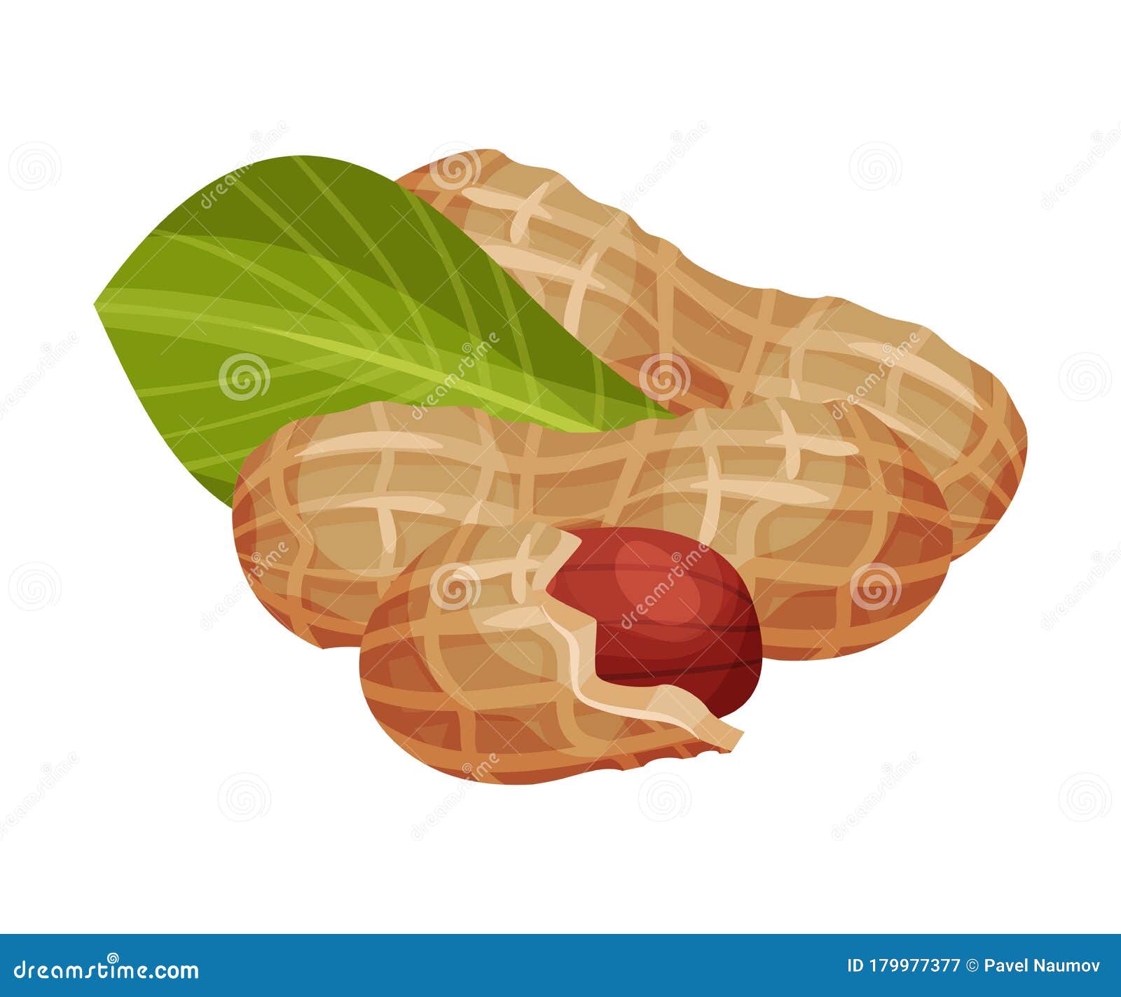 Peanut Kernel in Nutshell with Green Leaf Vector Illustration Stock ...