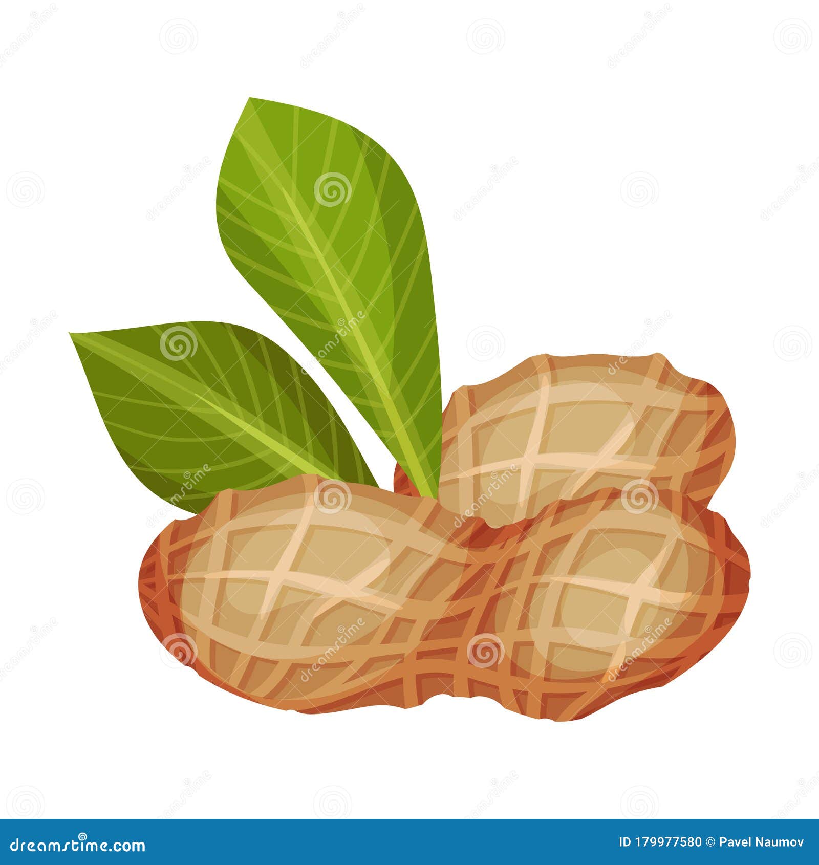 Peanut Kernel In Nutshell Isolated On White Background Vector ...