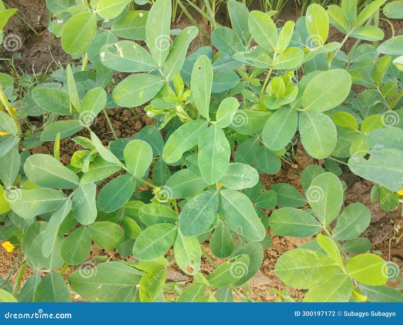 Peanut Leaves Grow Lush and Green Stock Photo - Image of blossom, grow: 300197172