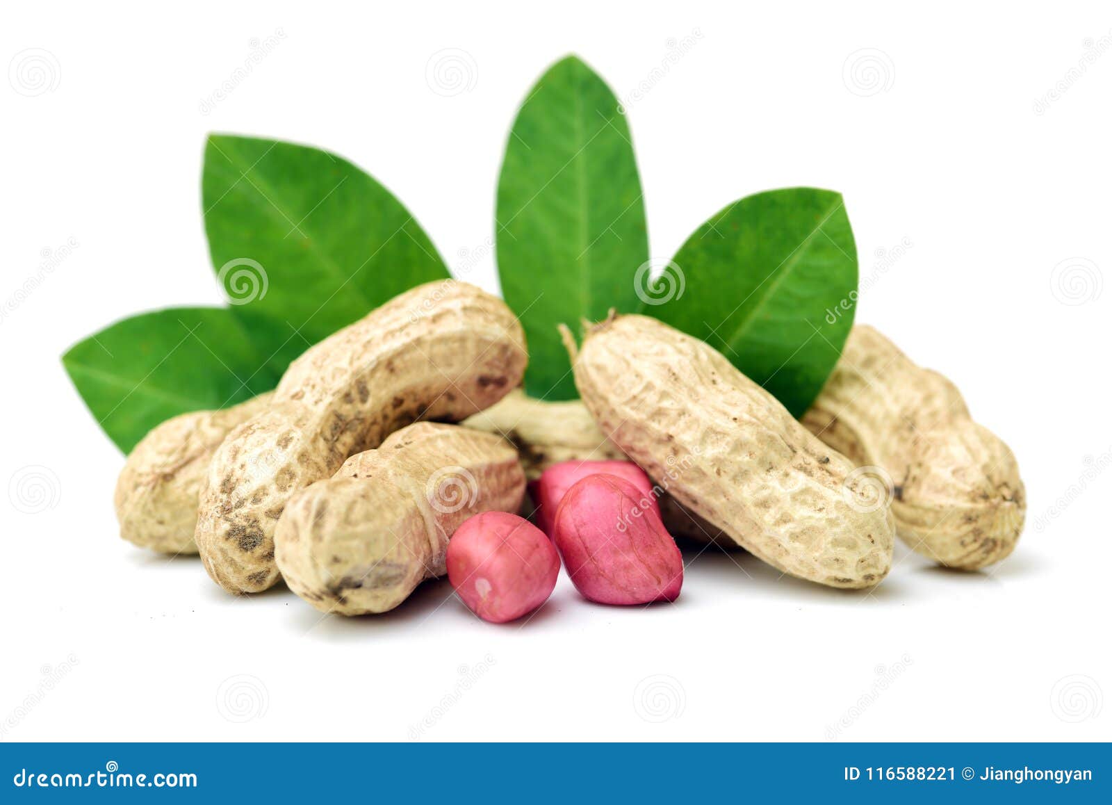 Peanut and leaves stock image. Image of healthy, leaves - 116588221