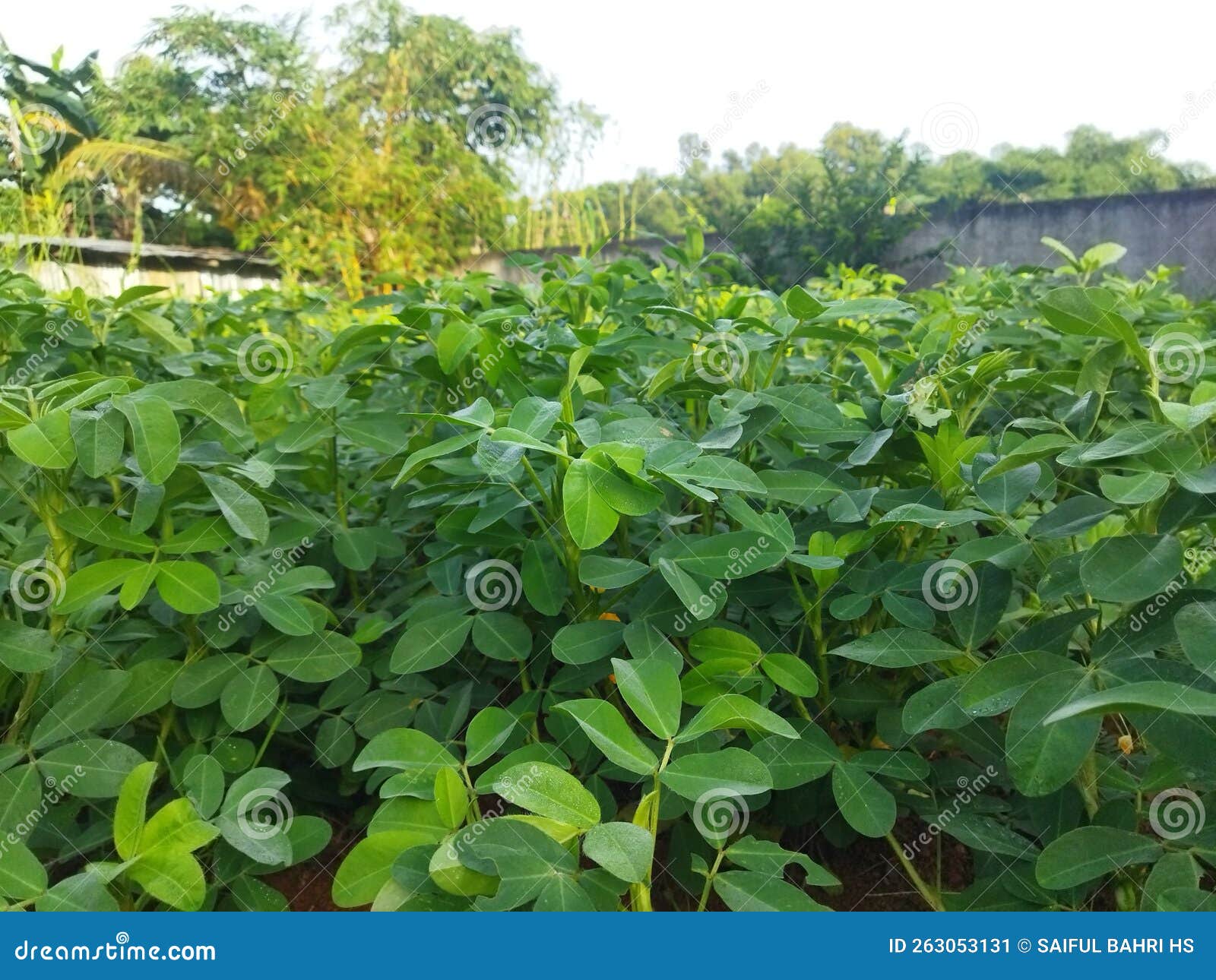 Peanut Leaves are Very Dense Stock Image - Image of plantation, herb ...