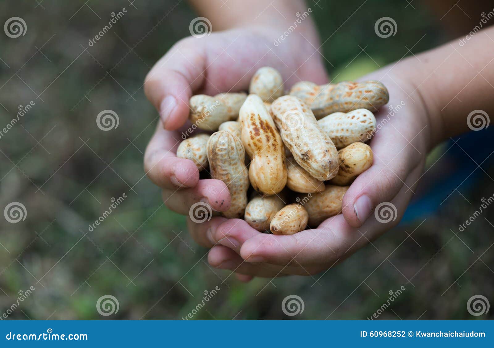Peanut in little girl hand stock photo. Image of hand - 60968252