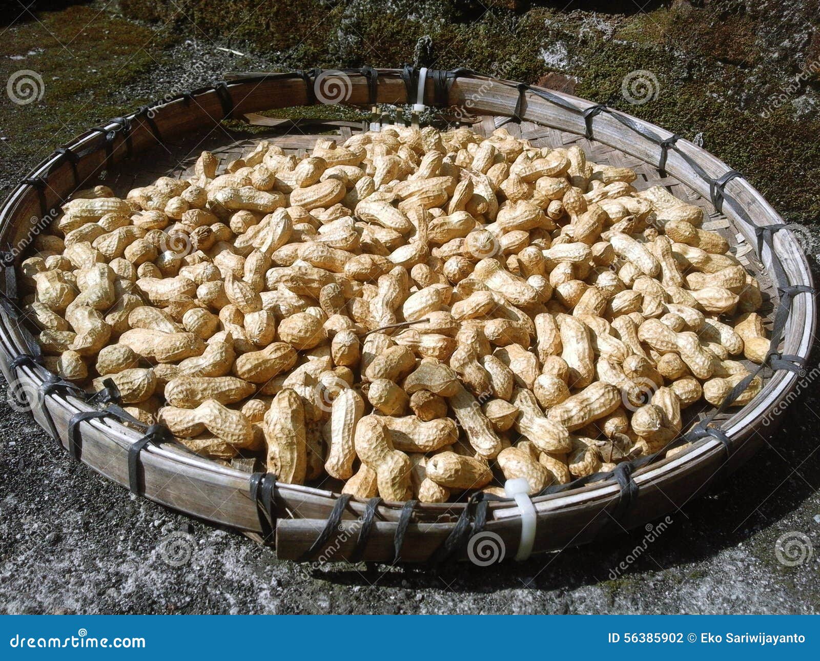 Peanut stock photo. Image of peanut, indonesia, peanuts - 56385902