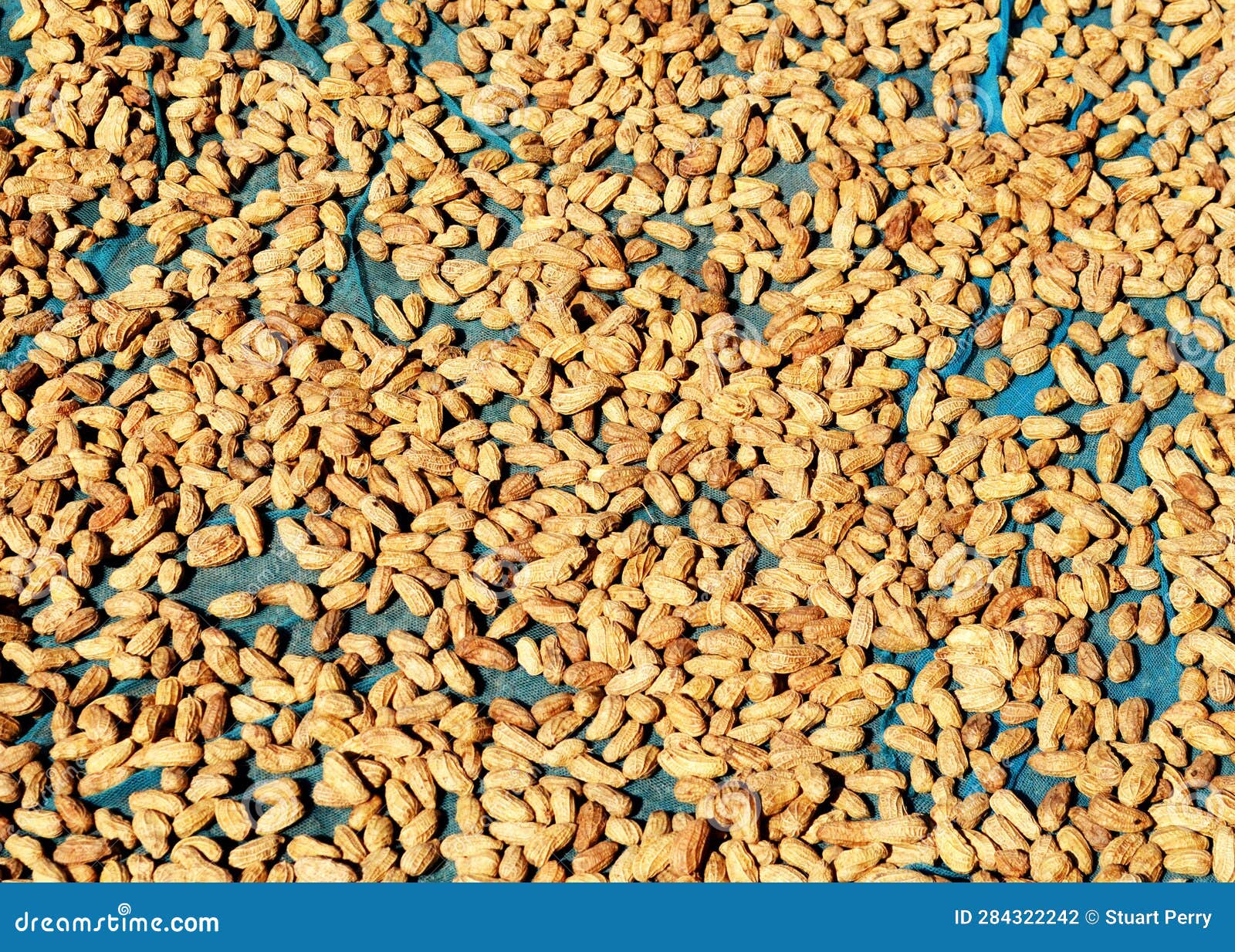 Peanut Nuts in Shell on Blue Net Background Stock Photo - Image of ...