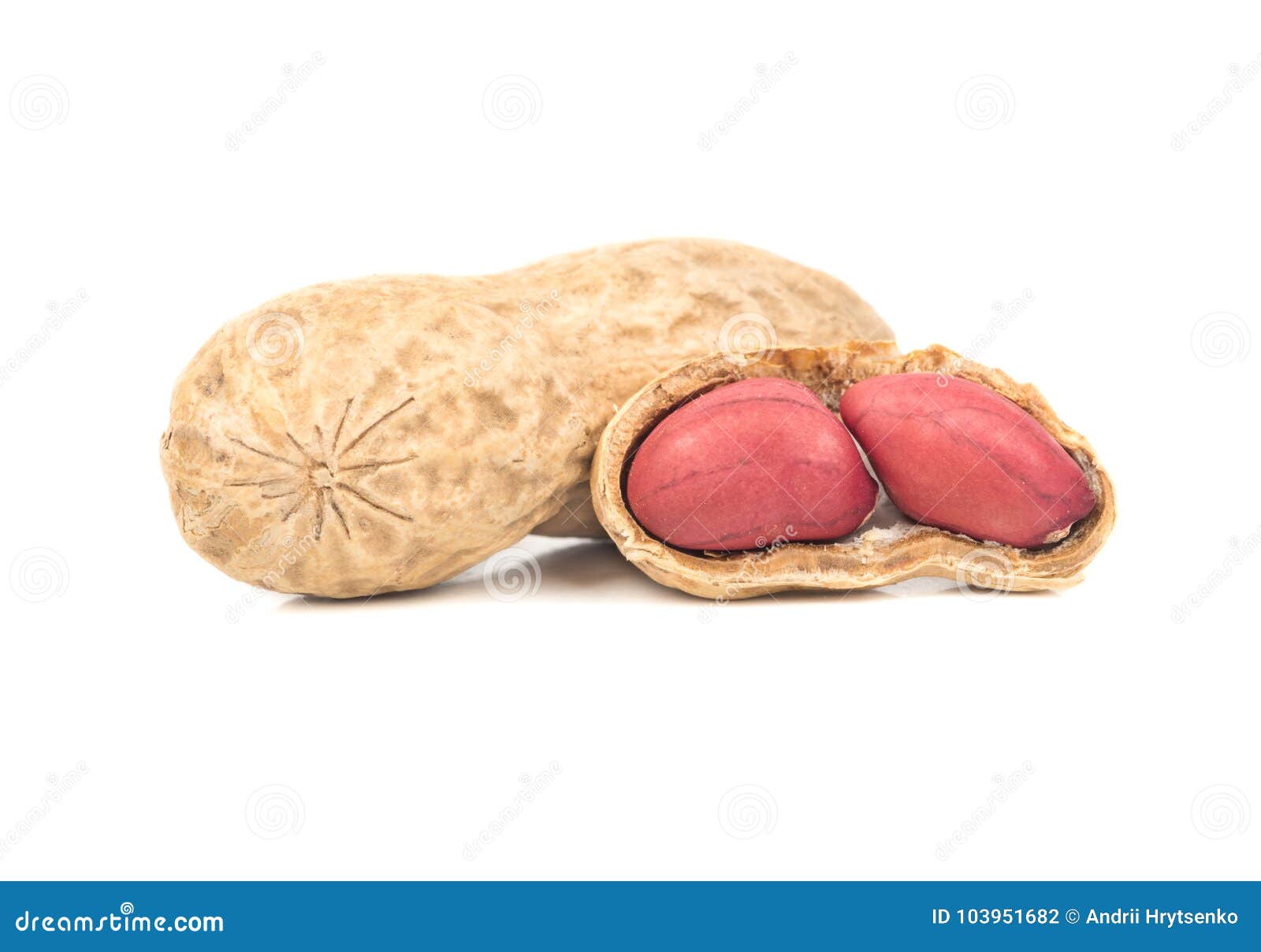 Peanuts in shell stock photo. Image of delicious, groundnut - 103951682