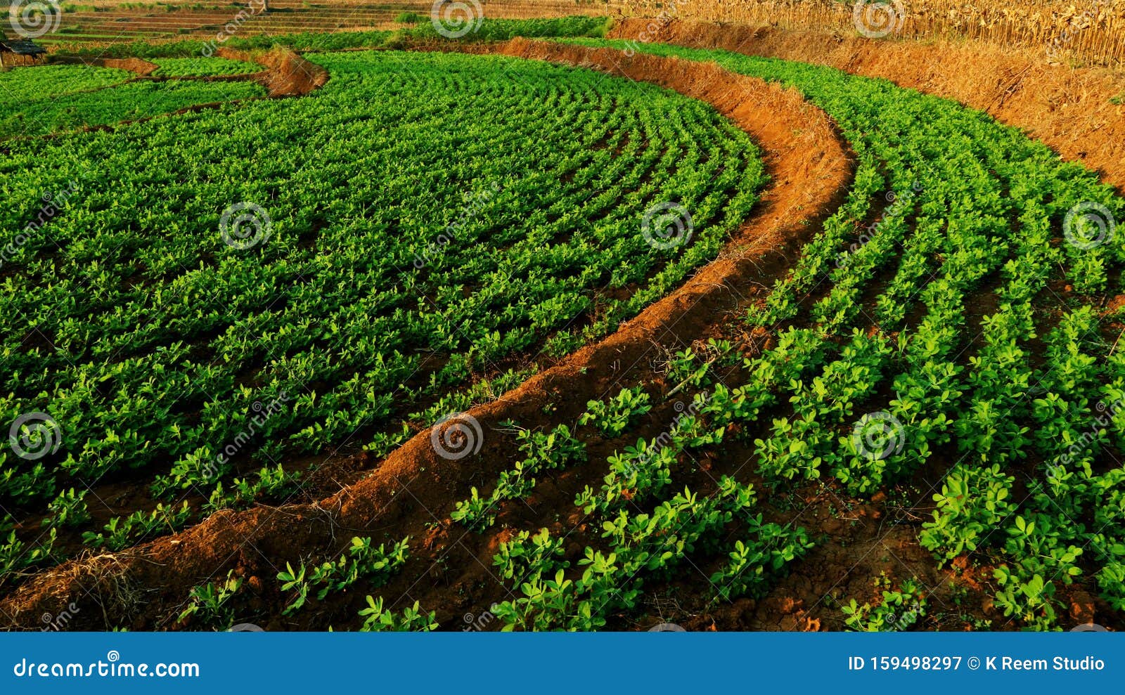 Peanut Paddy Fields, Nature Background Stock Image - Image of color ...
