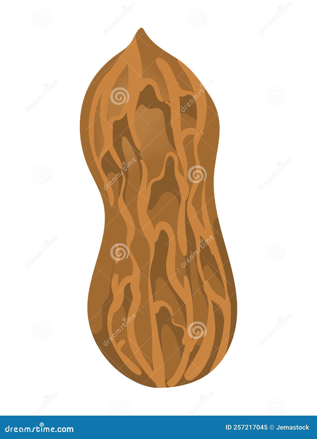 Peanut with peel stock vector. Illustration of nutrition - 257217045