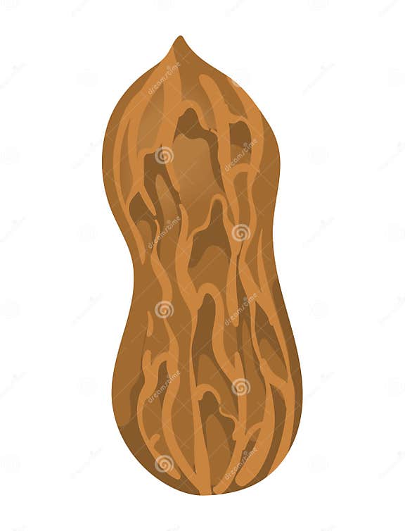 Peanut with peel stock vector. Illustration of nutrition - 257217045