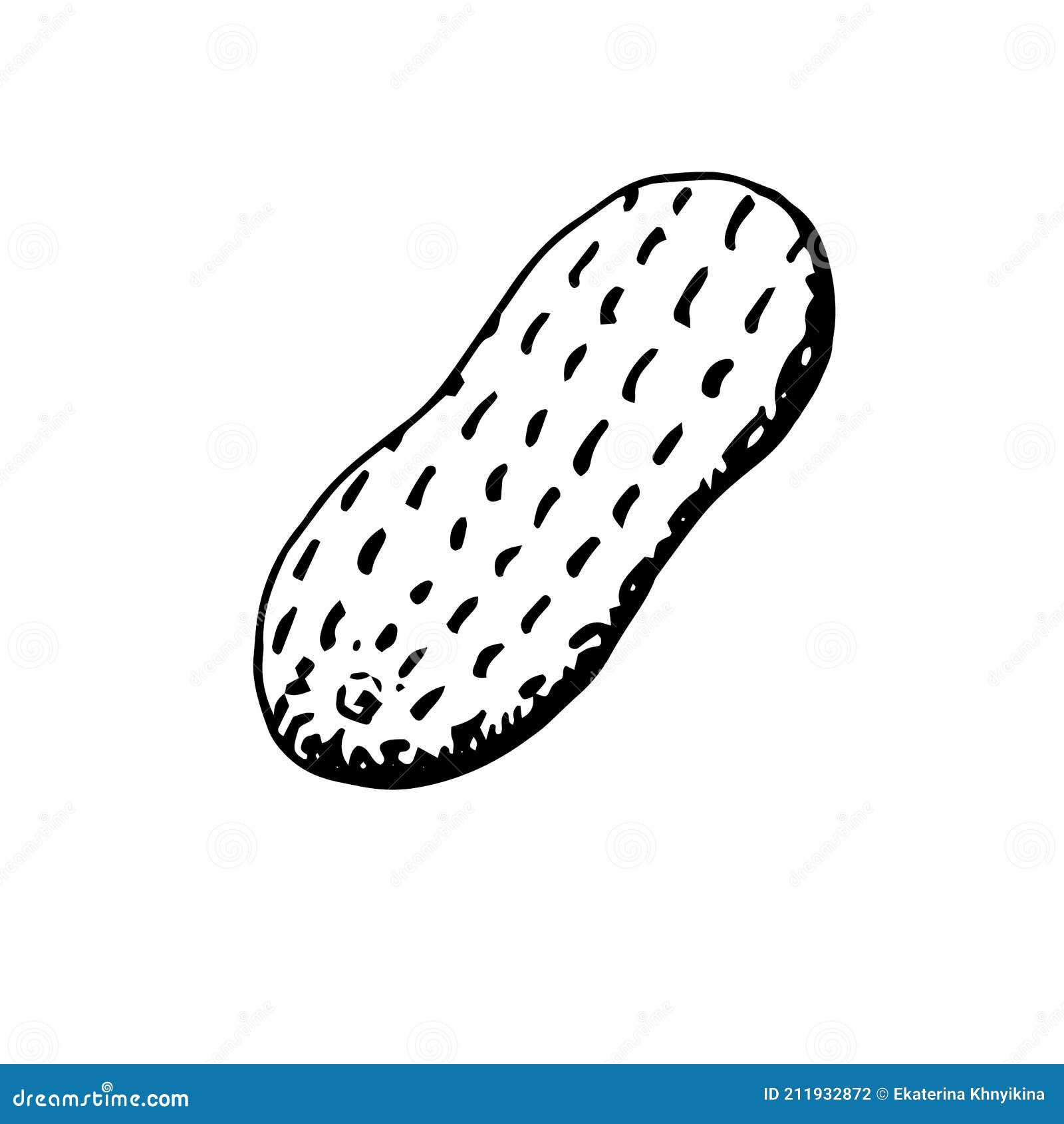 Peanut Peeled, Vector Illustration, Clip Art, Hand Drawing, Sketch ...