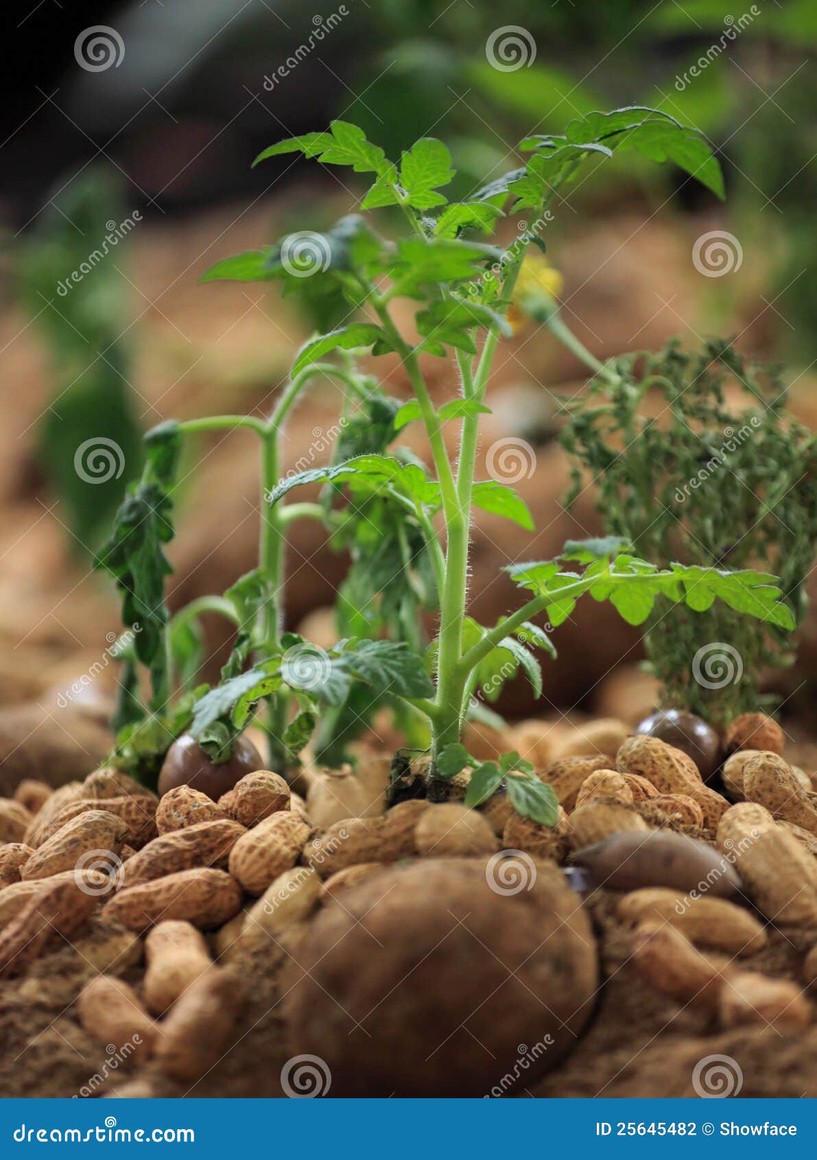 Peanut Plant stock photo. Image of lush, botany, hypogaea - 25645482