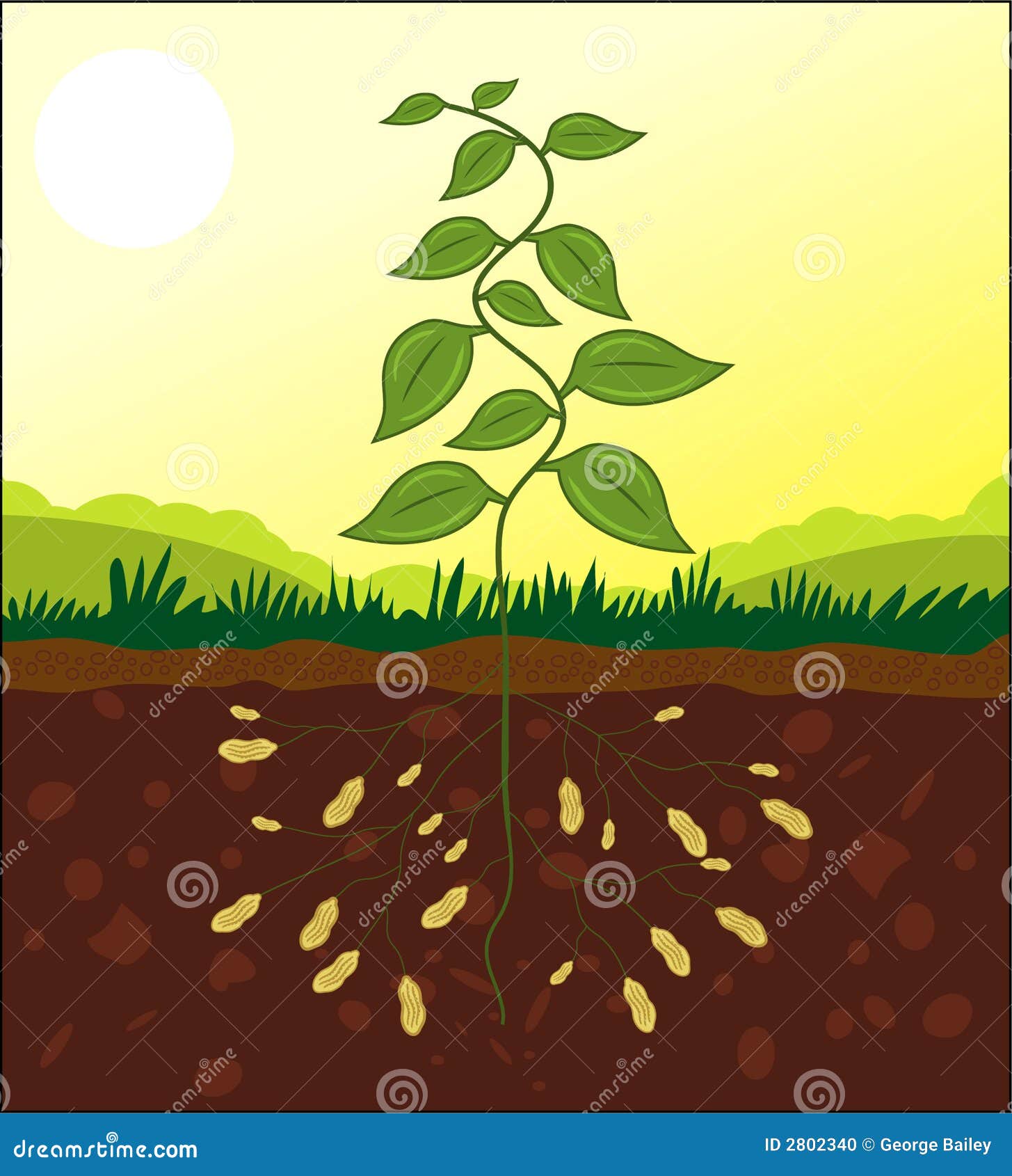 Peanut plant cross section stock vector. Illustration of brown - 2802340